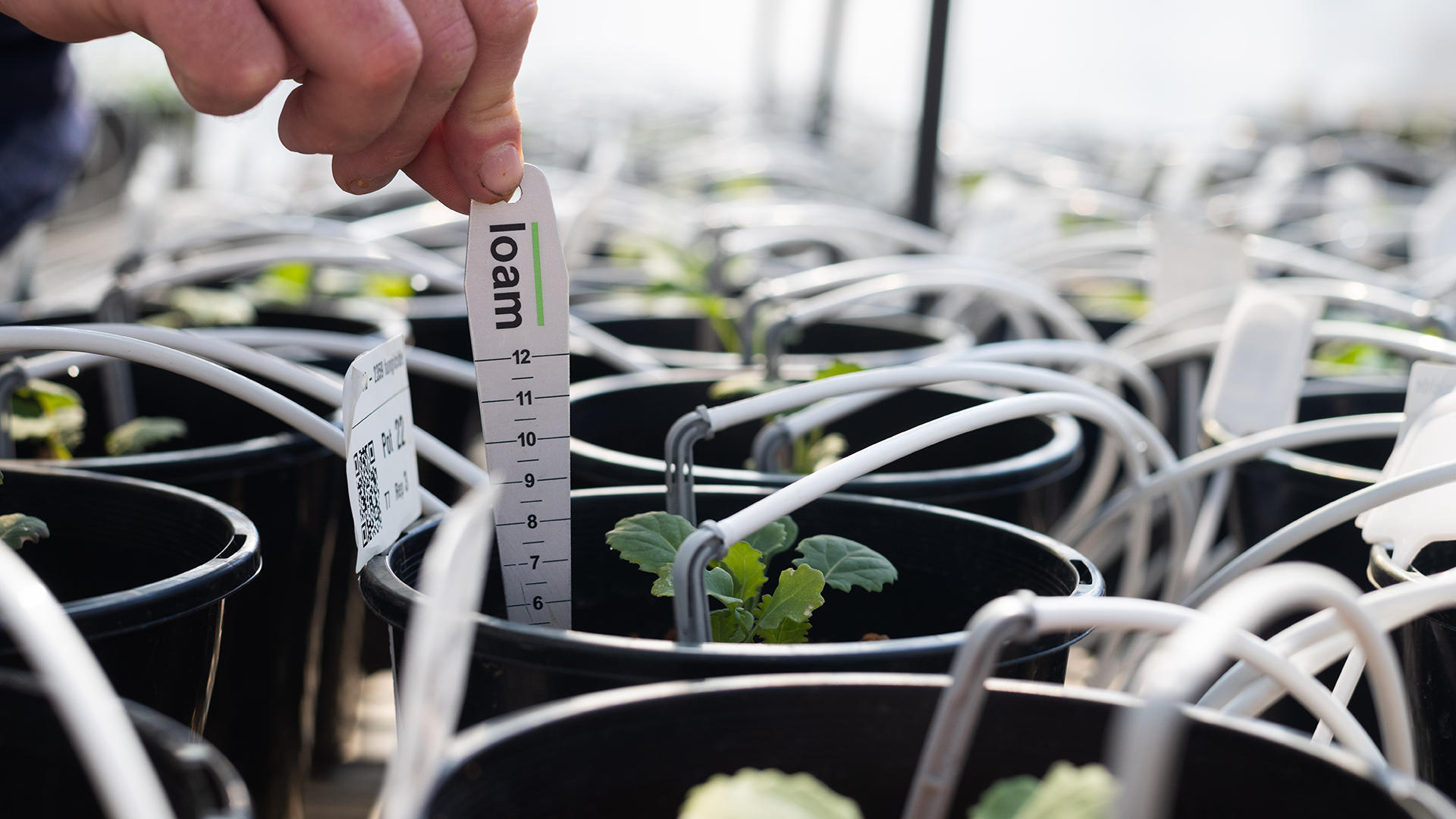 Loam Bio - Wollemi Capital