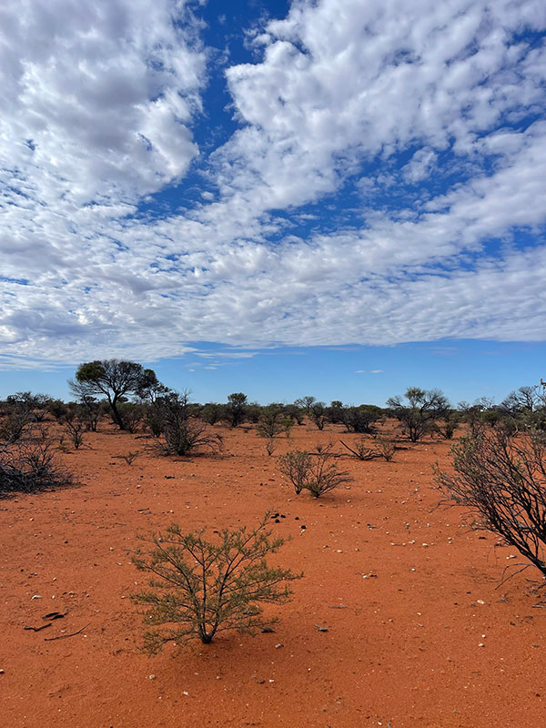 Portfolio of large-scale native forest regeneration projects - Wollemi ...