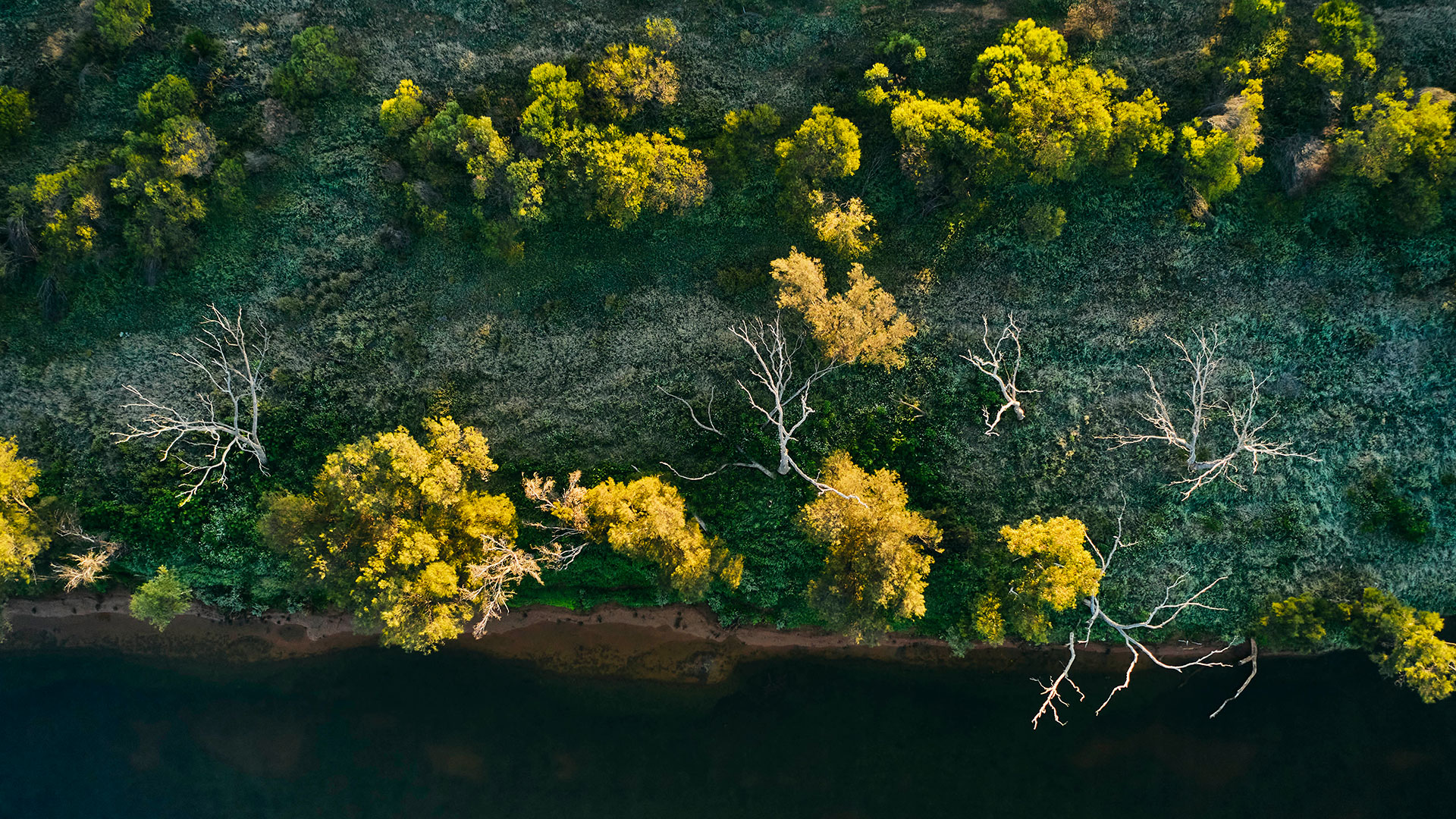 Restoring forests and First Nations custodians to a global biodiversity ...