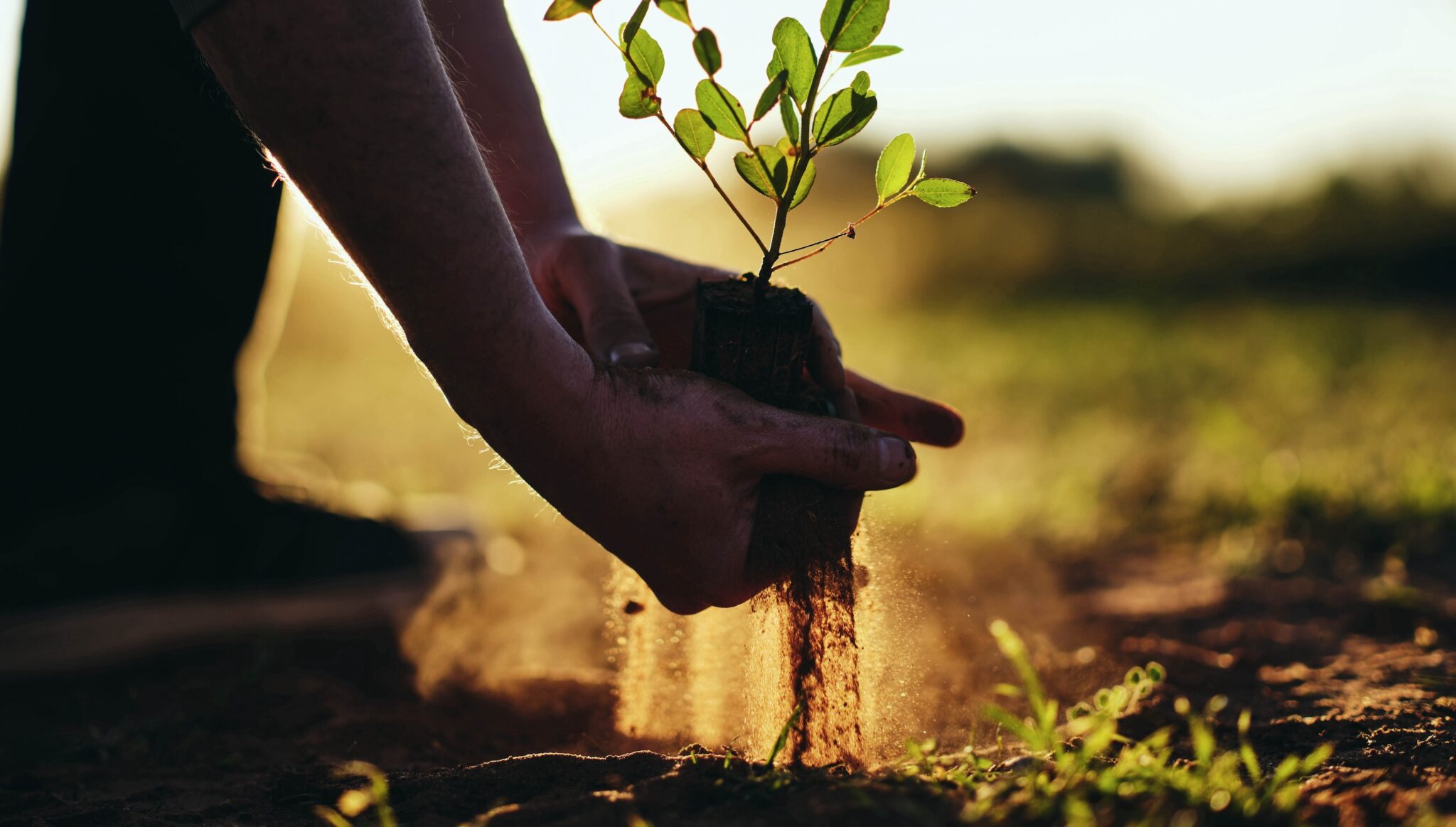 Wollemi pioneers nature-based carbon projects as a new infrastructure ...