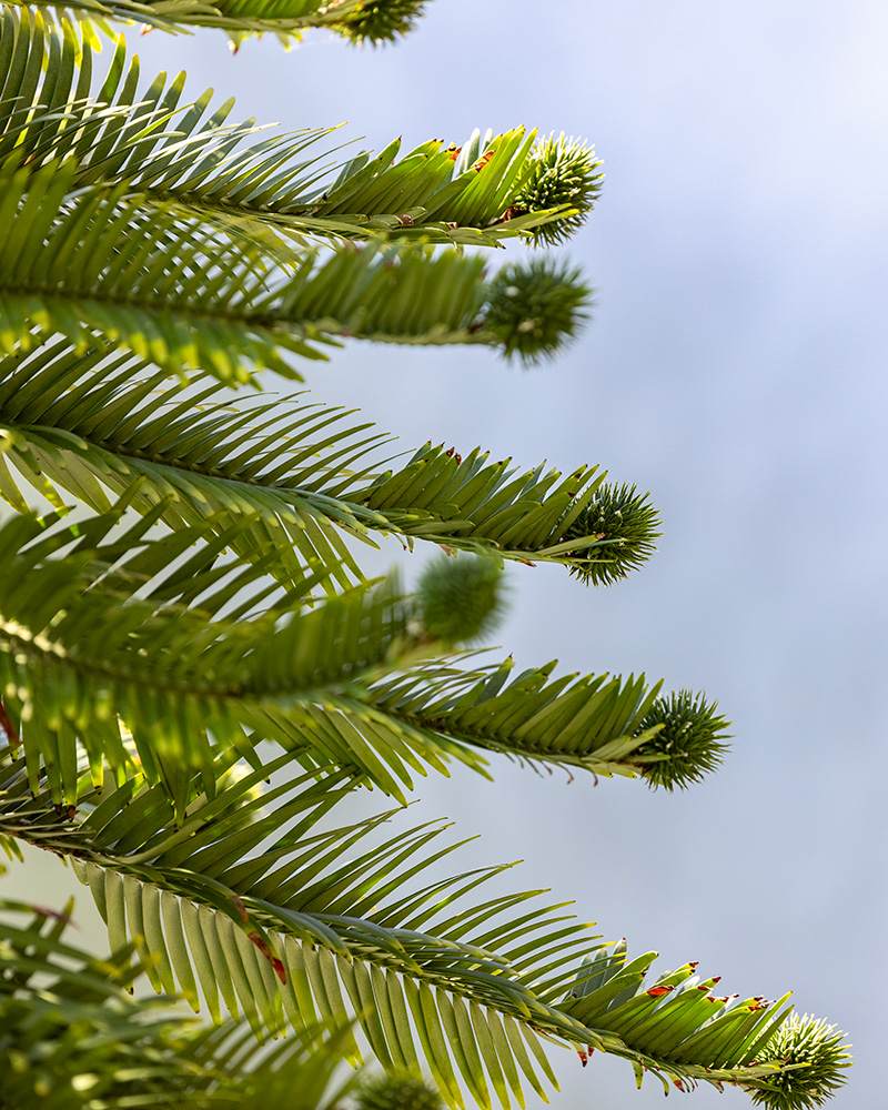 Who We Are - Wollemi Capital